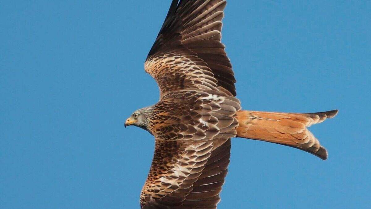 ‘Deeply troubling’: Police investigation launched after red kite found ...