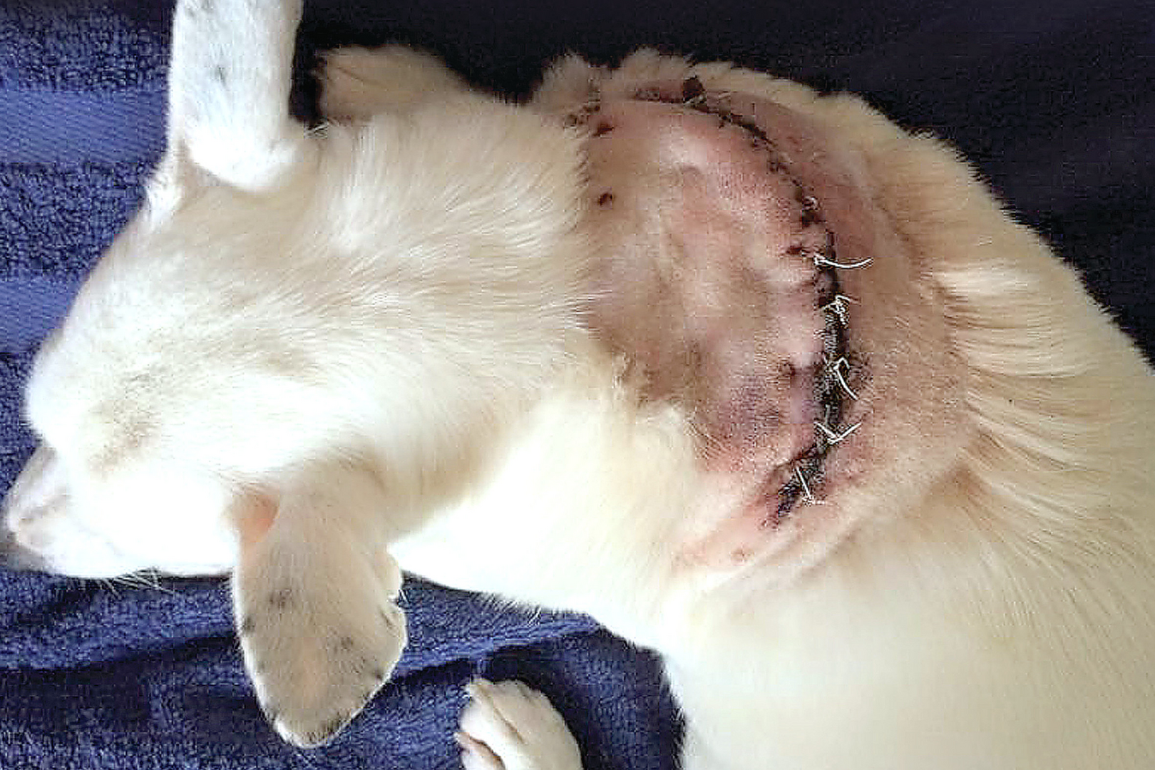 Owner of family pet savaged by out-of-control dog demands action ...