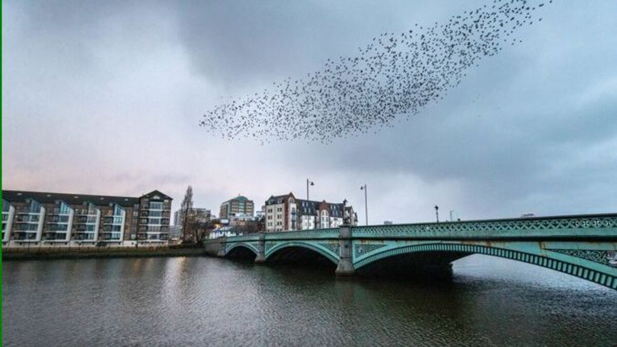 Celebrating Starlings, Belfast: Environmental group in plea to council ...