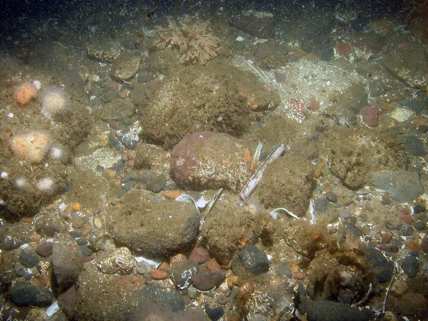 Proposed ban on damaging fishing in Dogger Bank will help wildlife ...