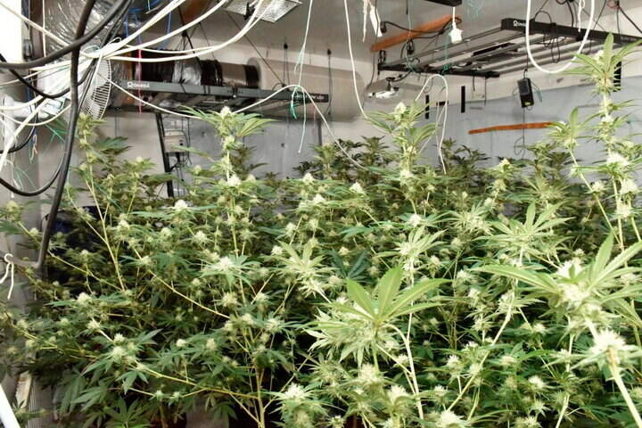 Cannabis factories PSNI raid: 16 arrests and £1.1m plants seized ...