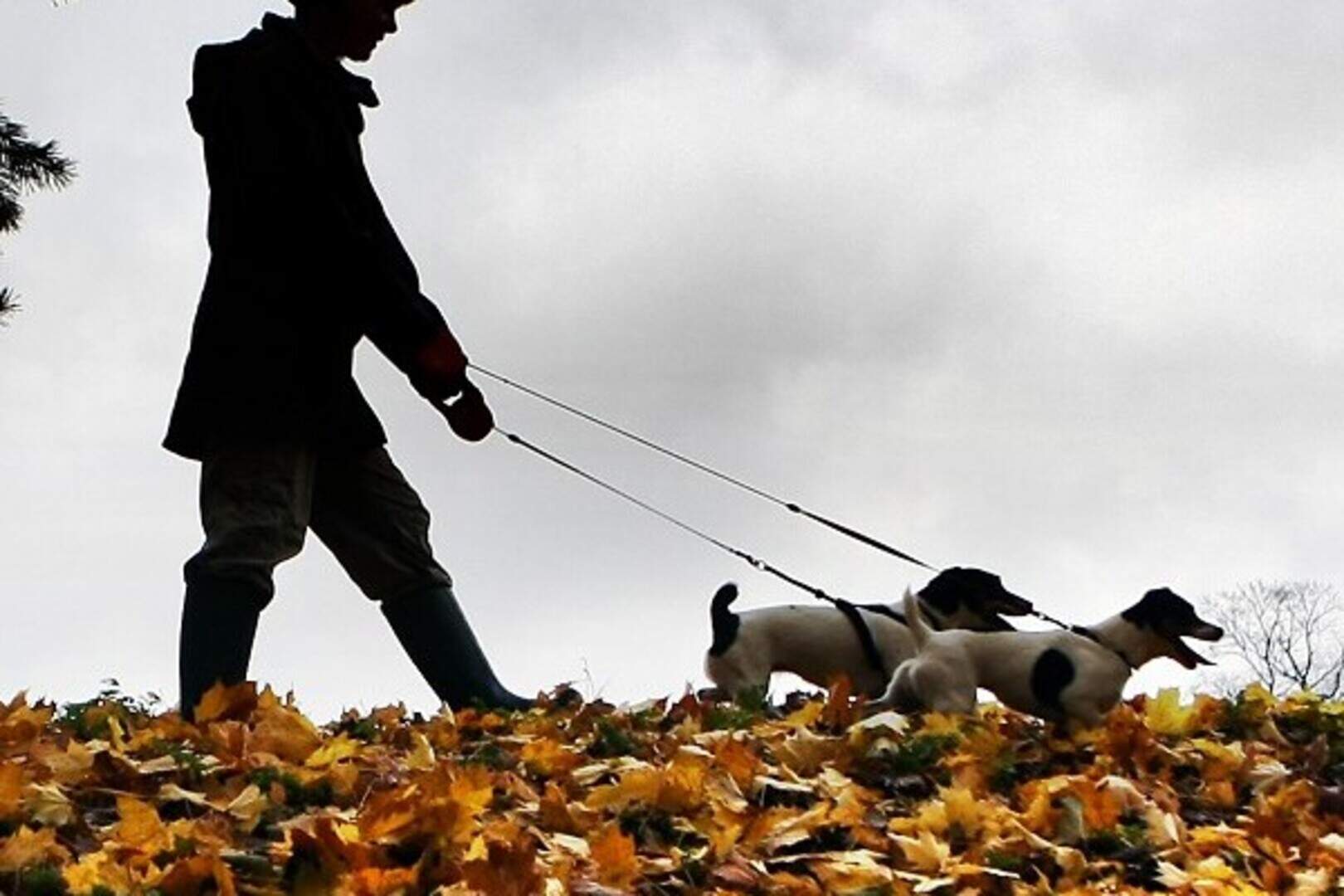 Dog mess fall girl 'could lose eye' | Belfast Telegraph