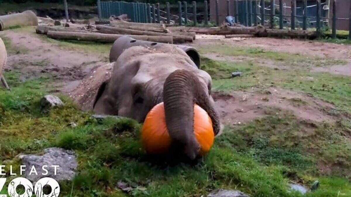 Elephants enjoy pumpkins at Belfast Zoo ahead of Halloween | Belfast ...