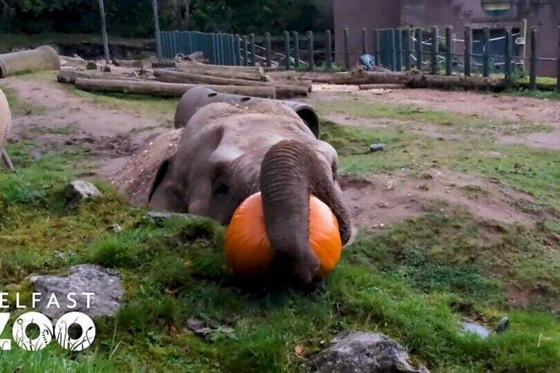 Elephants enjoy pumpkins at Belfast Zoo ahead of Halloween | Belfast ...