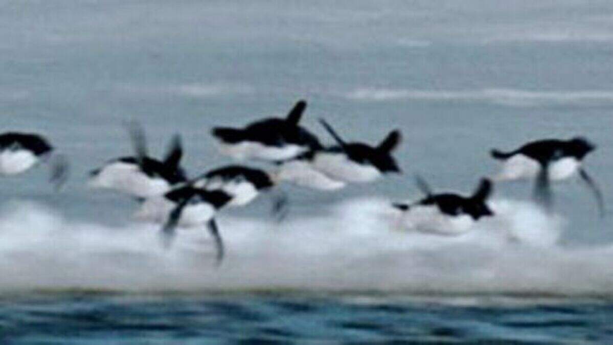 Best April fool's hoaxes ever: Penguins learn to fly, Burger King's ...