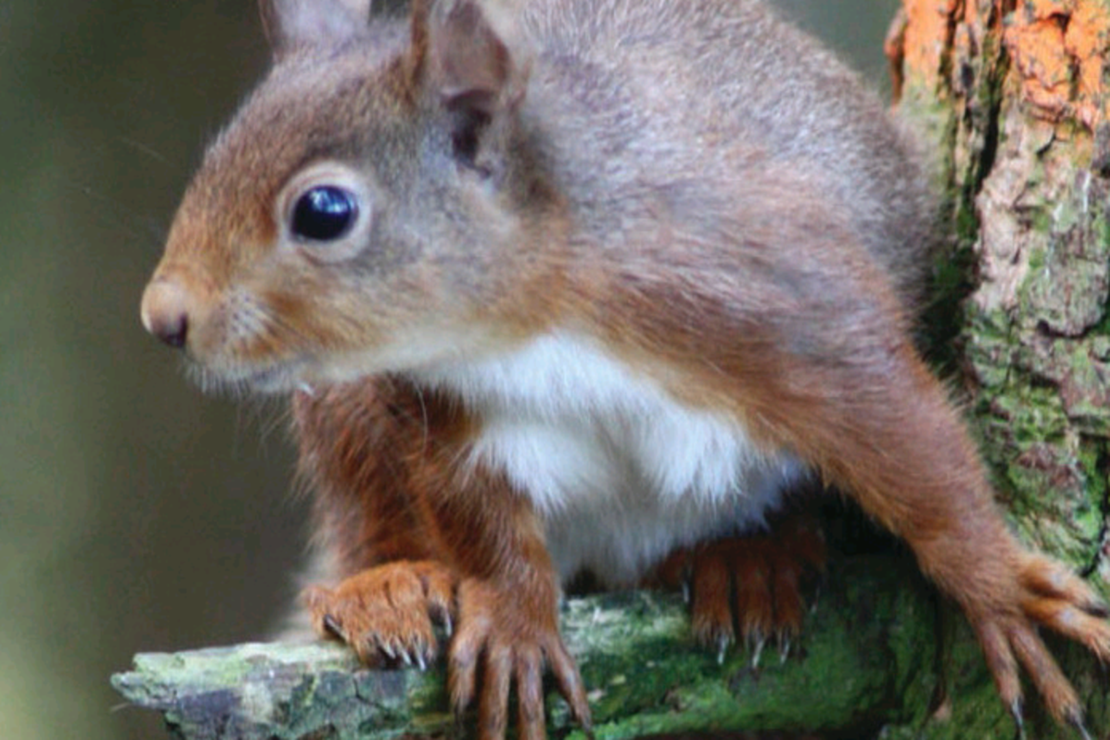 Made in Belfast: first native red squirrel kitten born at Belfast zoo ...