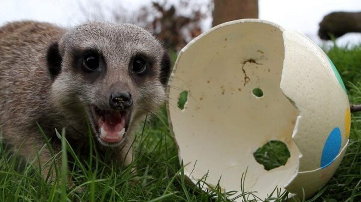 Early Easter treat for meerkats | Belfast Telegraph