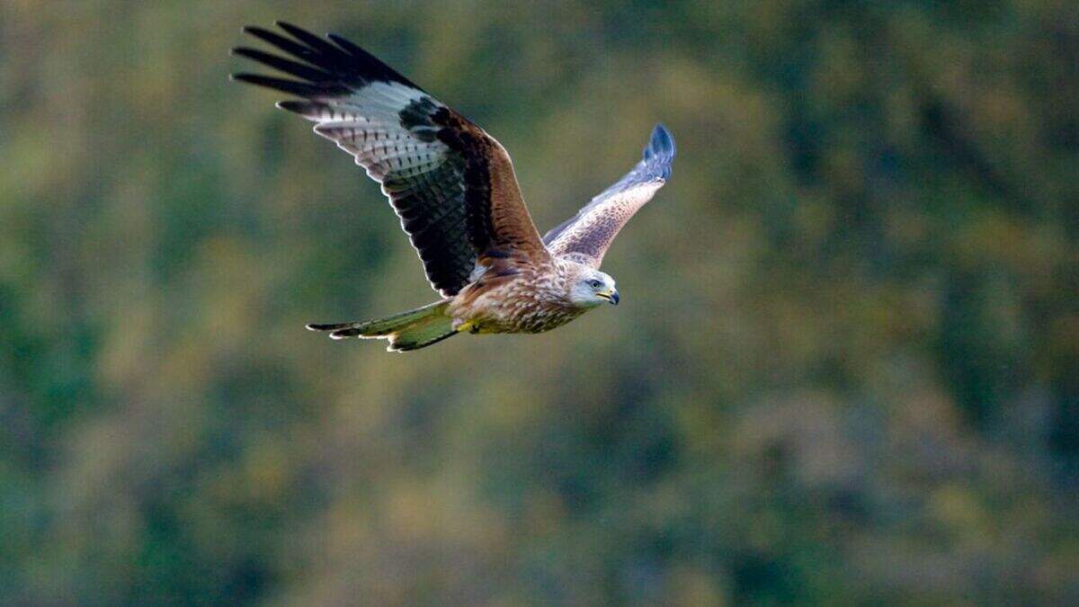Bird of prey adopted by Co Antrim school shot dead | Belfast Telegraph