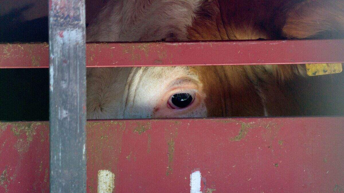 DUP councillor calls for CCTV in all NI slaughterhouses, ‘particularly ...
