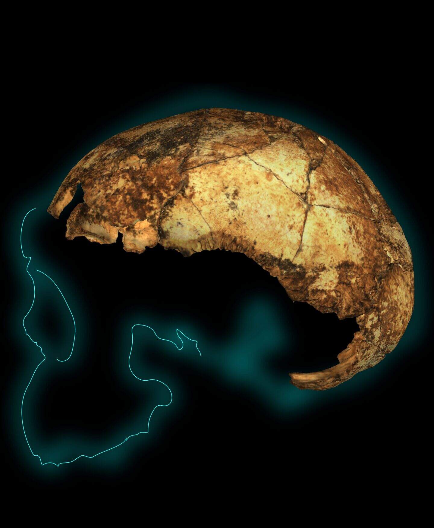 Human ancestor Homo erectus ‘at least 150,000 years older than thought ...