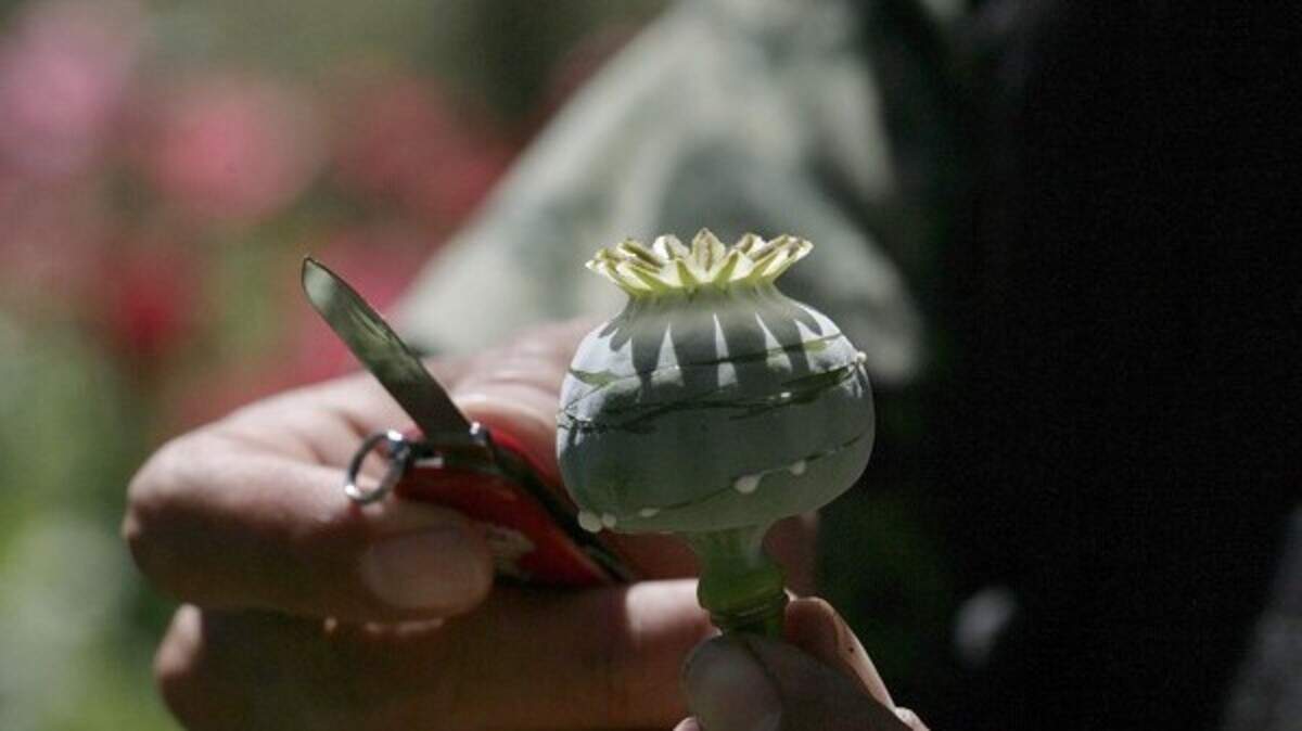 Afghan opium seizures soar | Belfast Telegraph