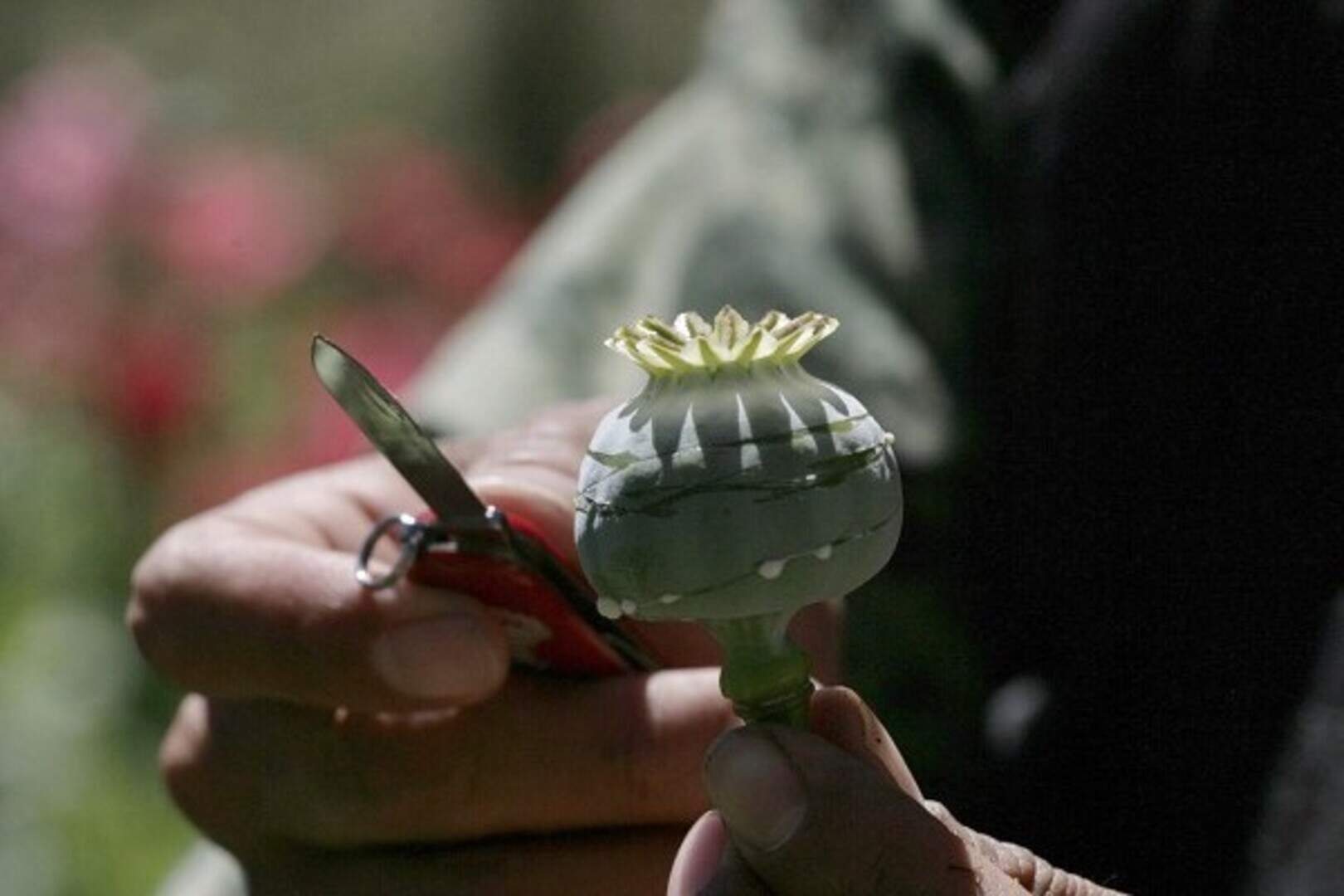 Afghan opium seizures soar | Belfast Telegraph