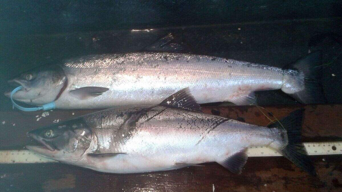 Public urged to remain vigilant after Pacific salmon found in Irish ...