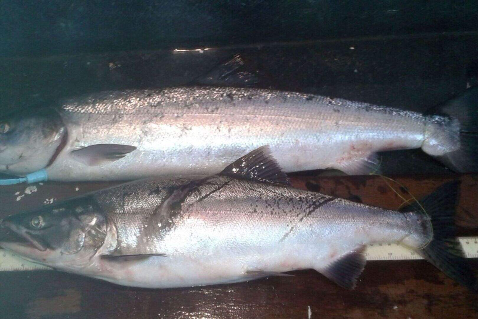Public urged to remain vigilant after Pacific salmon found in Irish ...
