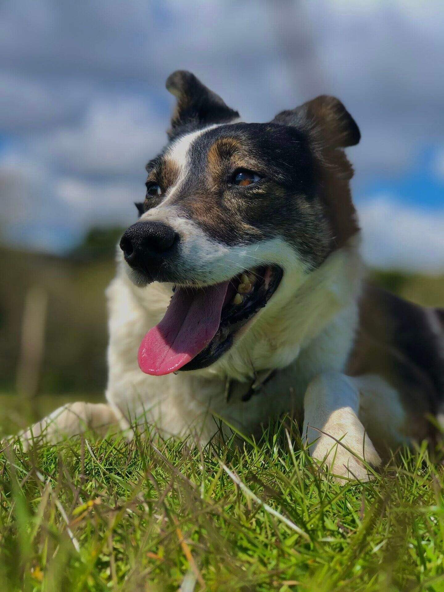 Streamvale farm ‘heartbroken’ after ‘beloved’ dog Pip dies | Belfast ...