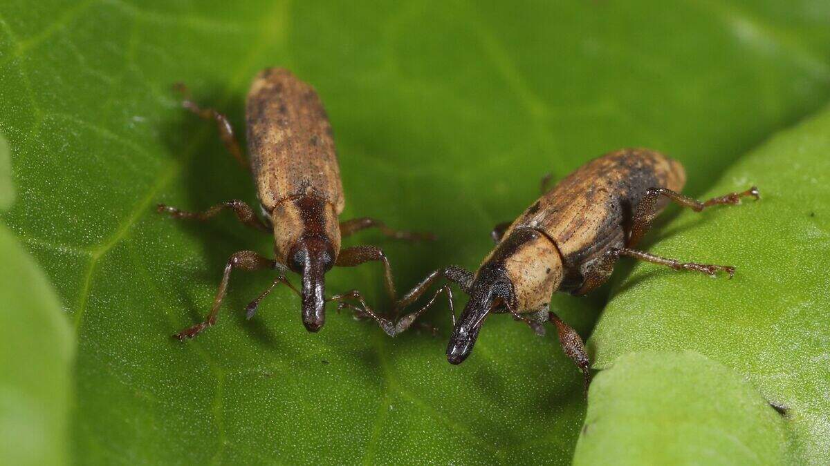 Specialist weevils deployed in Yorkshire waterways to tackle invasive ...