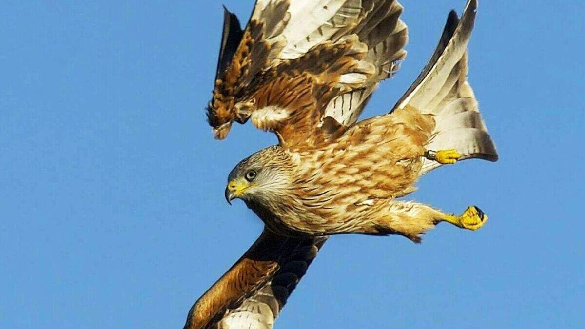 Endangered red kite shot dead 'deliberately' in Co Down | Belfast Telegraph