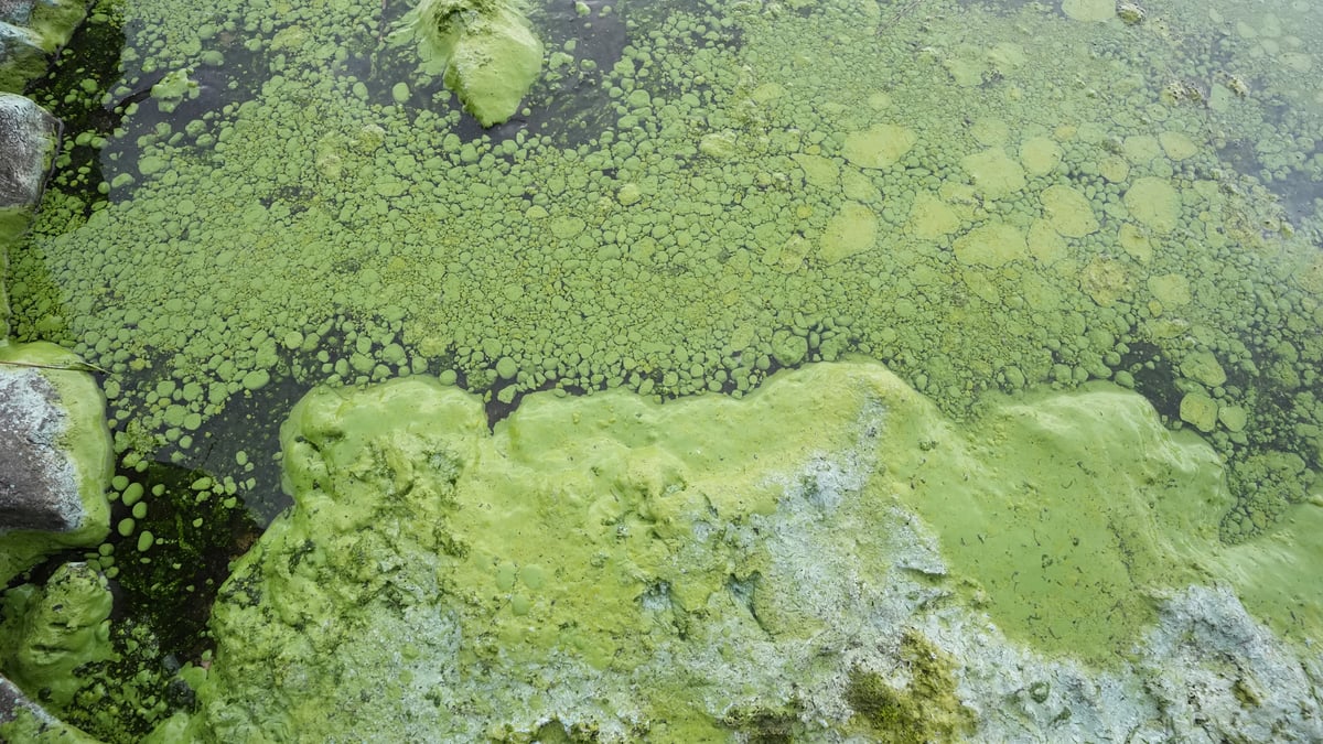 Lough Neagh Partnership wanted stakeholders to enter talks with ...