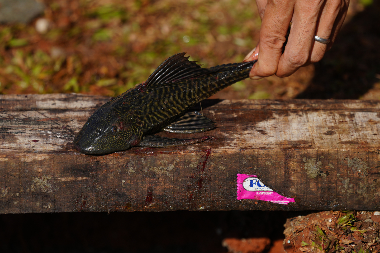 Mass removal of invasive ‘janitor fish’ in Indonesia’s capital ...