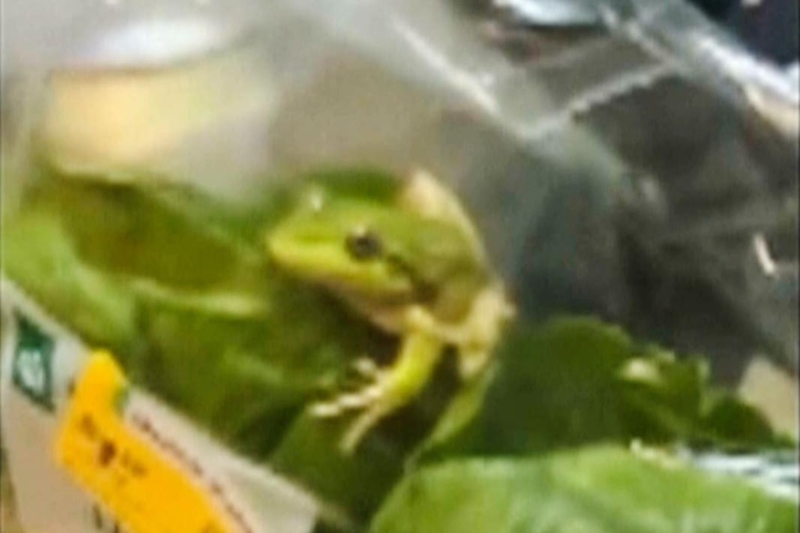 ‘Oh bro, there’s a frog in the lettuce’: Farmer finds ‘Greg’ in salad ...