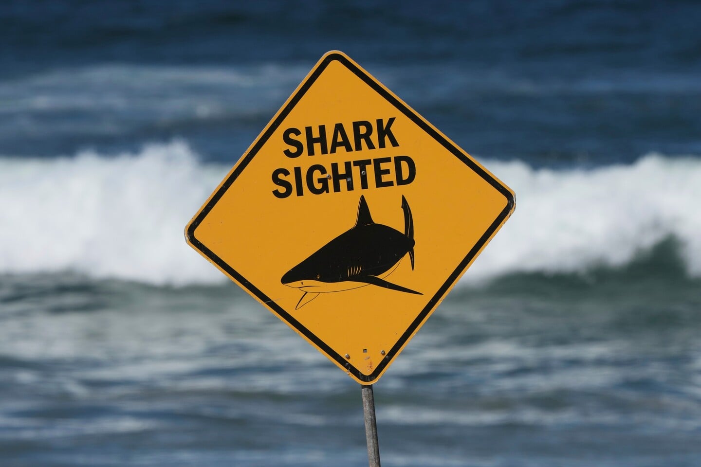 Woman critically injured in shark attack off popular Sydney beach ...